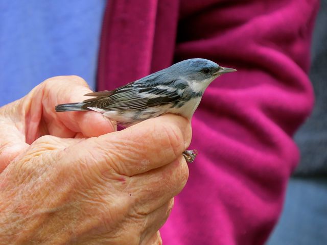 Raven & Chickadee | It's Raining Birds!