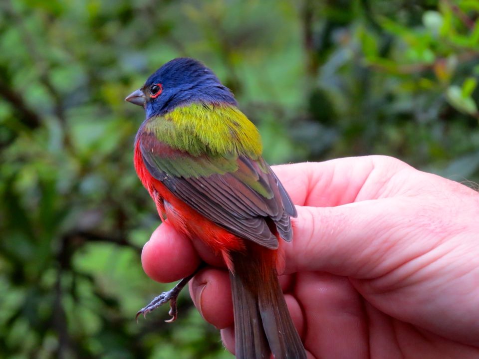 Raven & Chickadee | It's Raining Birds!