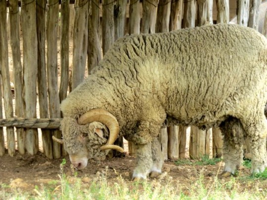 National Parks | Raven and Chickadee