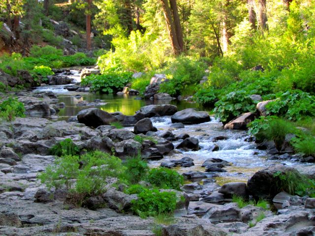 Raven & Chickadee | Close To Home: The McCloud River