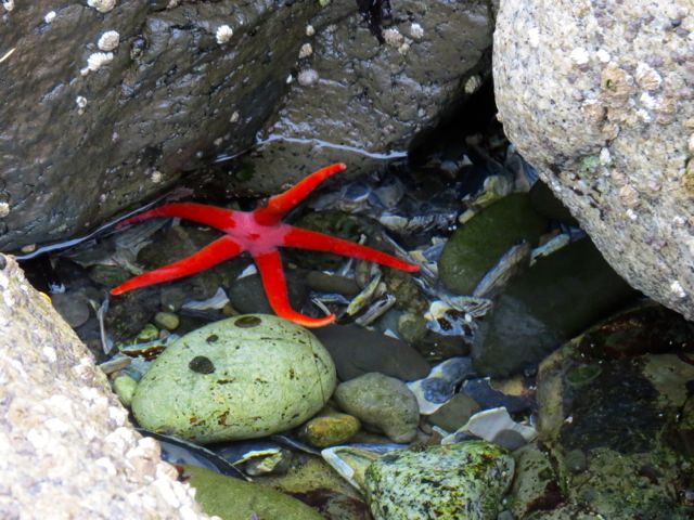 Raven & Chickadee | Tidepools Galore: Salt Creek Park, WA