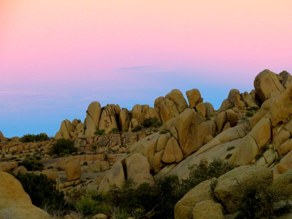 Raven & Chickadee | Enchanting Joshua Tree National Park