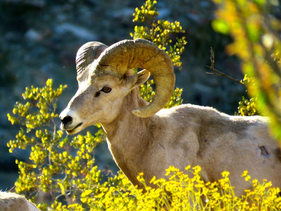 Raven & Chickadee | Wild Sheep & Wildflowers: Anza Borrego