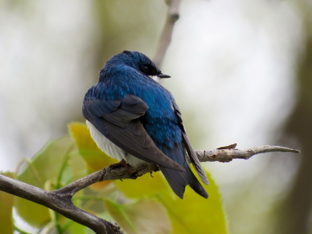 Raven & Chickadee | The Biggest Week In Birding: Maumee Bay, OH