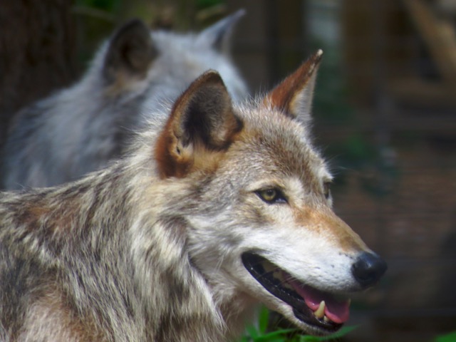 Raven & Chickadee | Travel Burnout, And A Taste Of The Adirondacks: NY