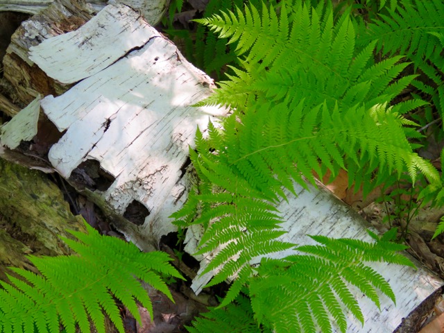 Raven & Chickadee | Travel Burnout, And A Taste Of The Adirondacks: NY