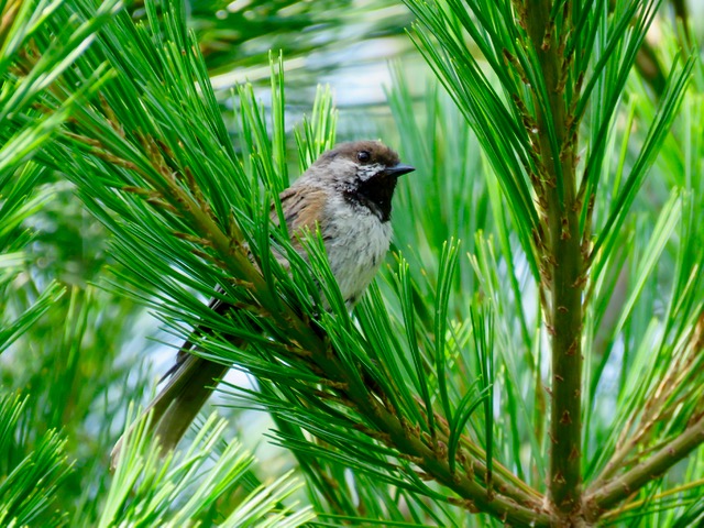 Raven & Chickadee | Looking Back: Peaceful Prince Edward Island