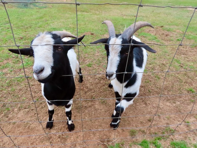 Raven & Chickadee | More Misadventures In Airbnb Life: Landrum, SC