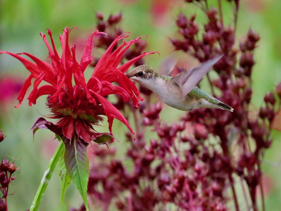Raven & Chickadee | Friends Old And New, And More Tiny Home Progress